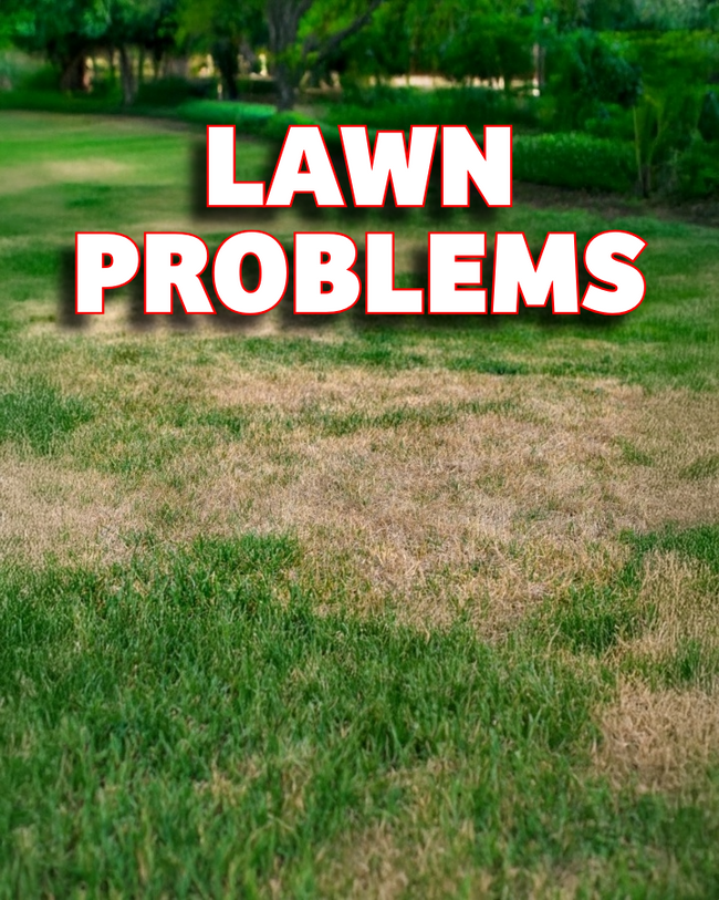 iGrow Carpet | Lawn Care Made Easy